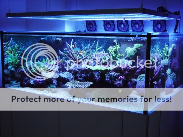 Best tanks from around the world. - Page 27 - Reef Central Online Community