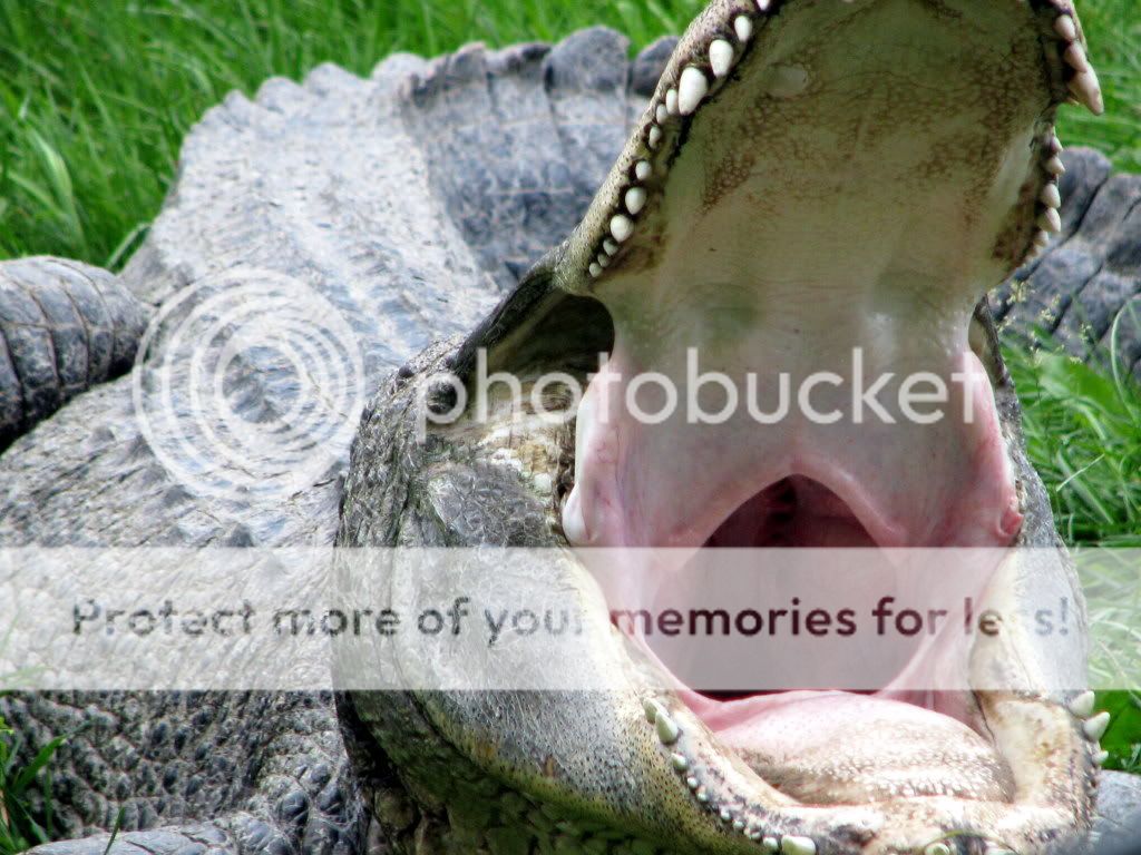 Alligator Mouth Photo by stevenroberge | Photobucket
