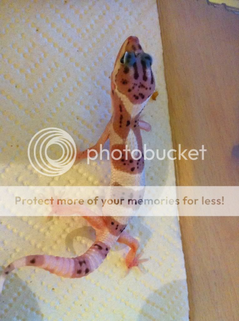 Hypo Mack Snow Photos | Reptile Forums