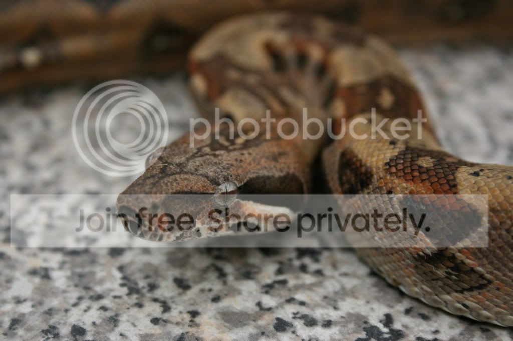 NE England - Common X red tail boa for sale | Reptile Forums