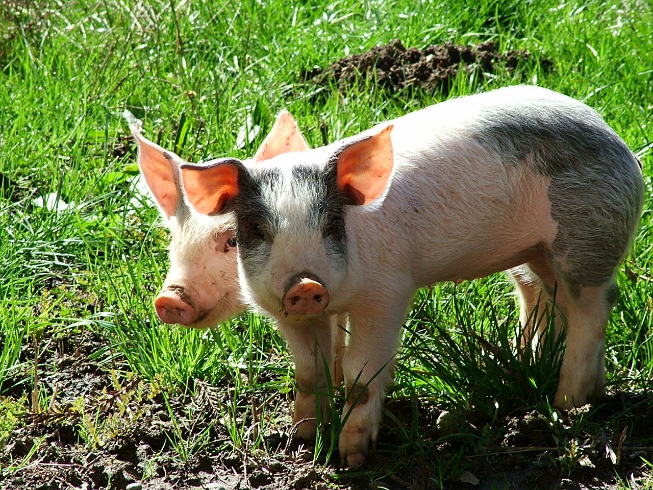 Why do we call them hogs | IFish Fishing Forum