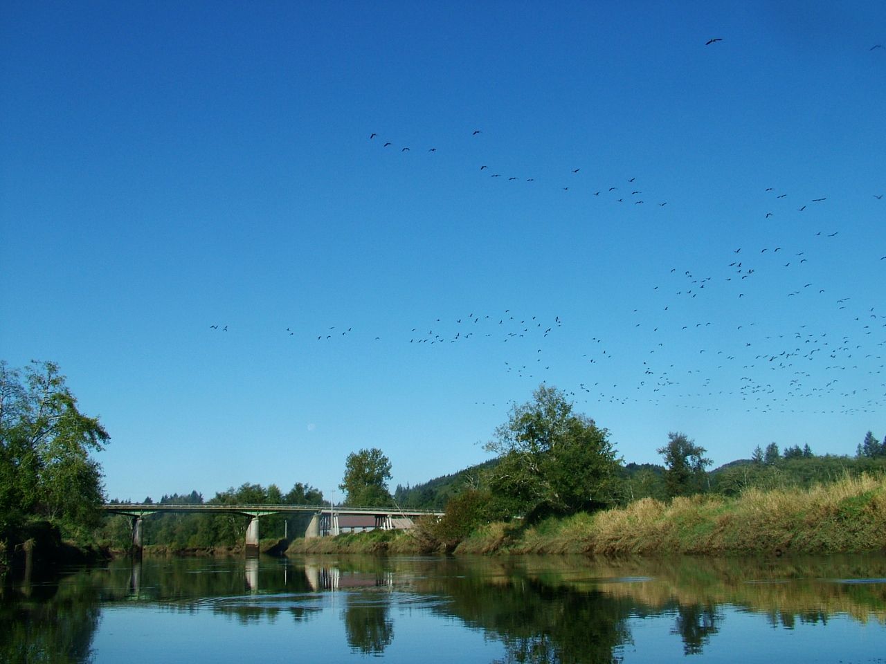 Grays River in Washington info. | IFish Fishing Forum