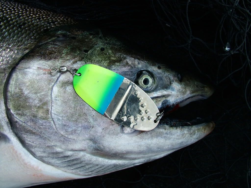 Columbia Wobbler Fishing - What's Best? | Page 3 | IFish Fishing Forum