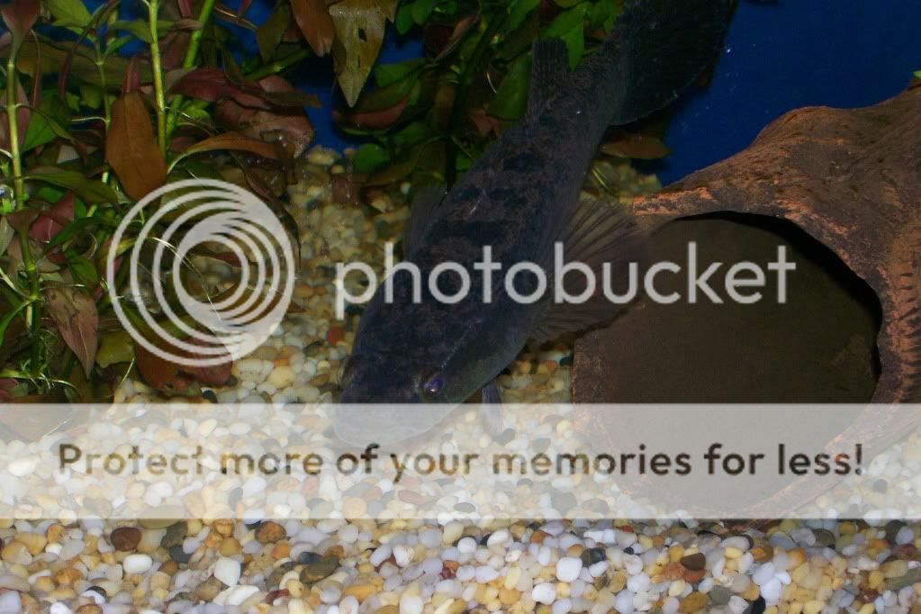 Some of my fish | Page 4 | Aussie Pythons & Snakes Forum