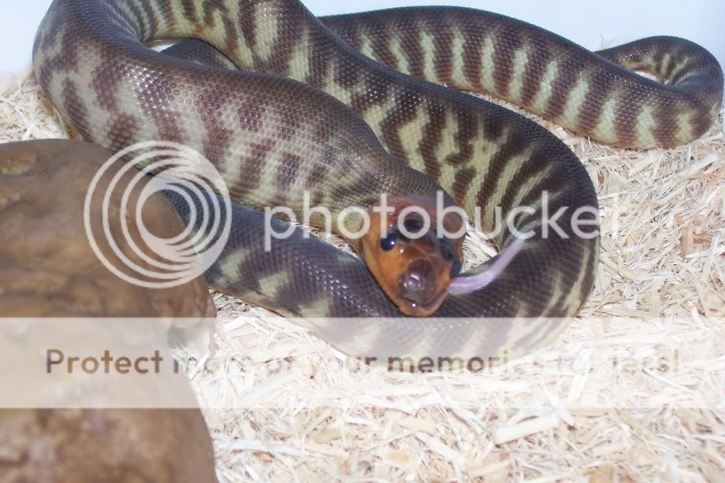 Show us ya Woma's | Aussie Pythons & Snakes Forum